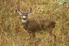 The Guide to Washington State Hunting Seasons | HuntWise