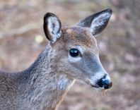 What is a Button Buck (and How to Identify One) | HuntWise