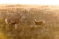 What is a Deer Bleat (and What Does It Mean)? | HuntWise