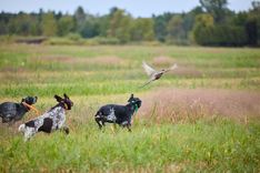 Guide to Pheasant Hunting Wisconsin | HuntWise