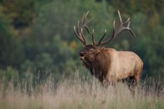 A Guide to the Oregon Hunting Seasons | HuntWise