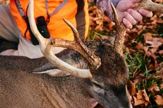 How to Process a Deer: A HuntWise Guide | HuntWise