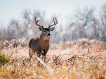 The Guide to the New Hampshire Hunting Season Dates | HuntWise