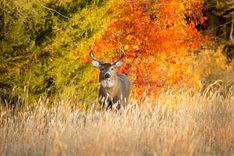 A Guide To Deer Season Georgia 2025 | HuntWise