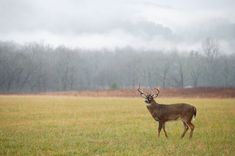 The Guide to the Michigan Deer Season | HuntWise