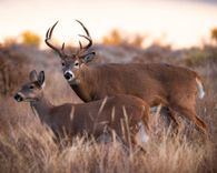 When Is Deer Season, Florida? | HuntWise