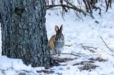 Rabbit Hunting 101: Where They Hide and How to Hunt Them | HuntWise